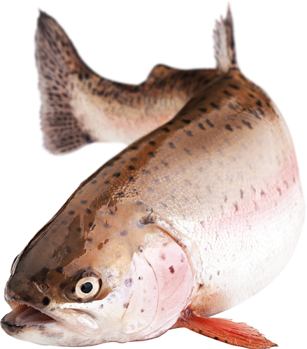 Kalaneuvos — Fish from cold, fresh and clean nordic waters